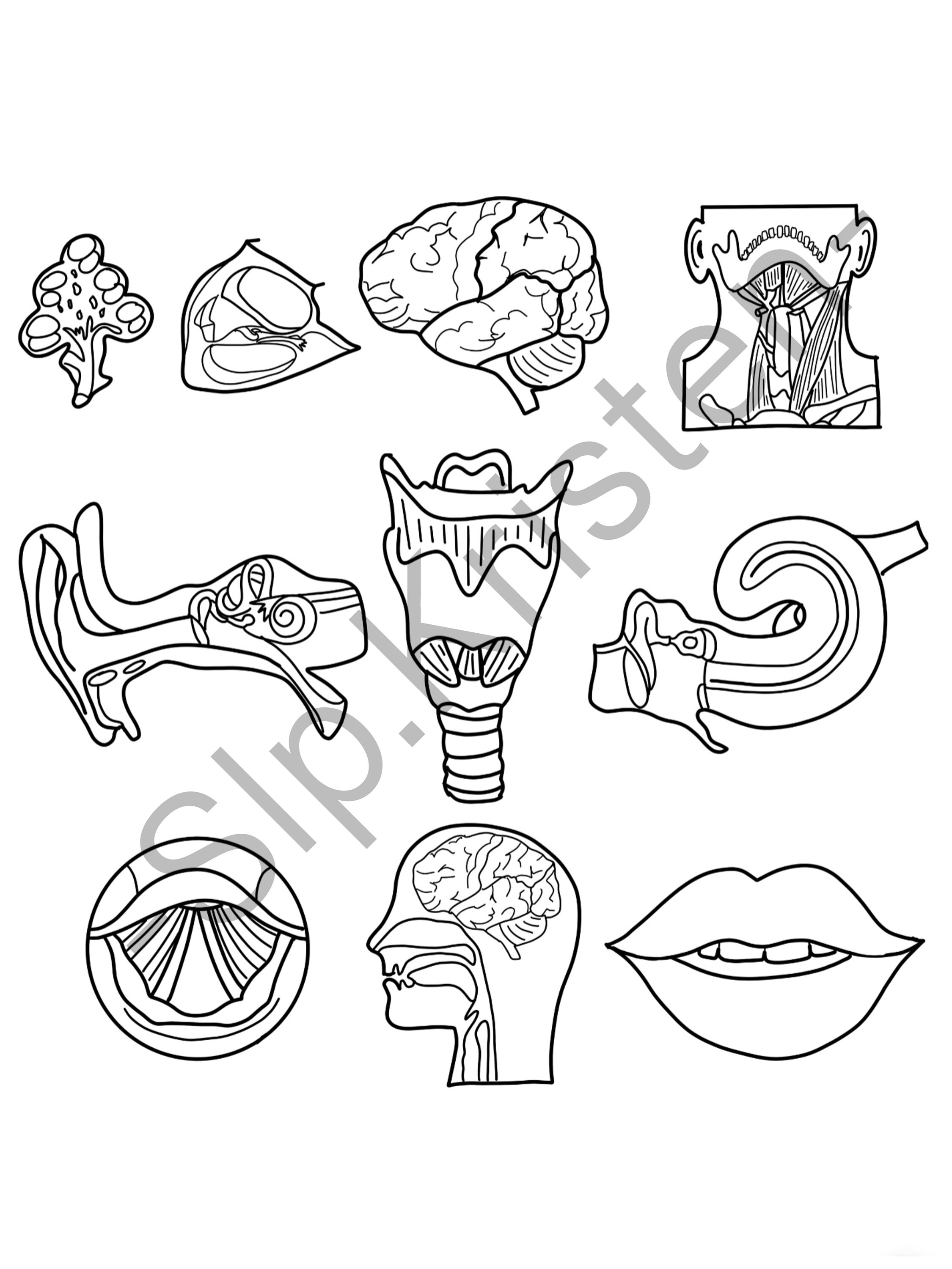 Anatomy Coloring Book for the Speech-language Pathologist - Etsy