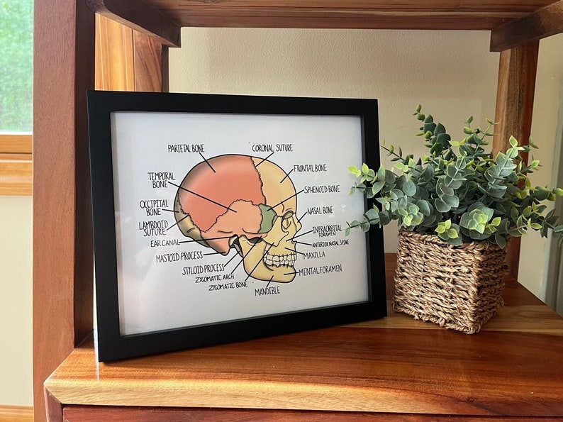 Cranial Bones Posters-instant DOWNLOAD - Etsy