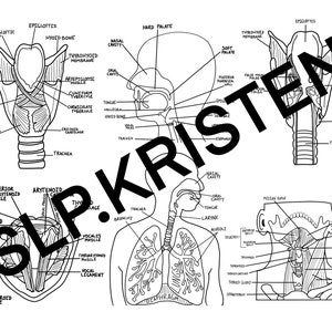 SLP Voice and Respiratory Anatomy Posters (instant Download) - Etsy