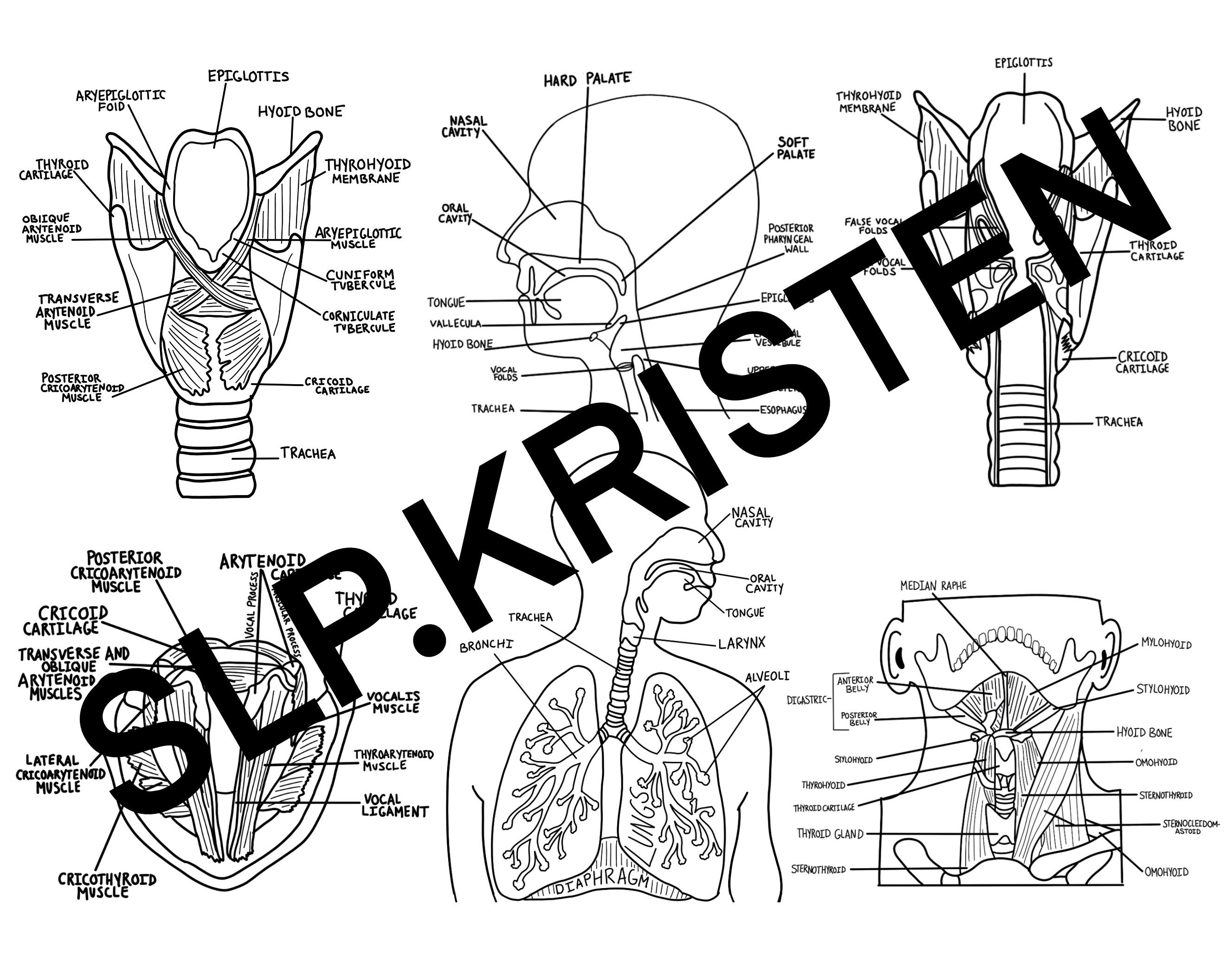 SLP Voice and Respiratory Anatomy Posters - Etsy