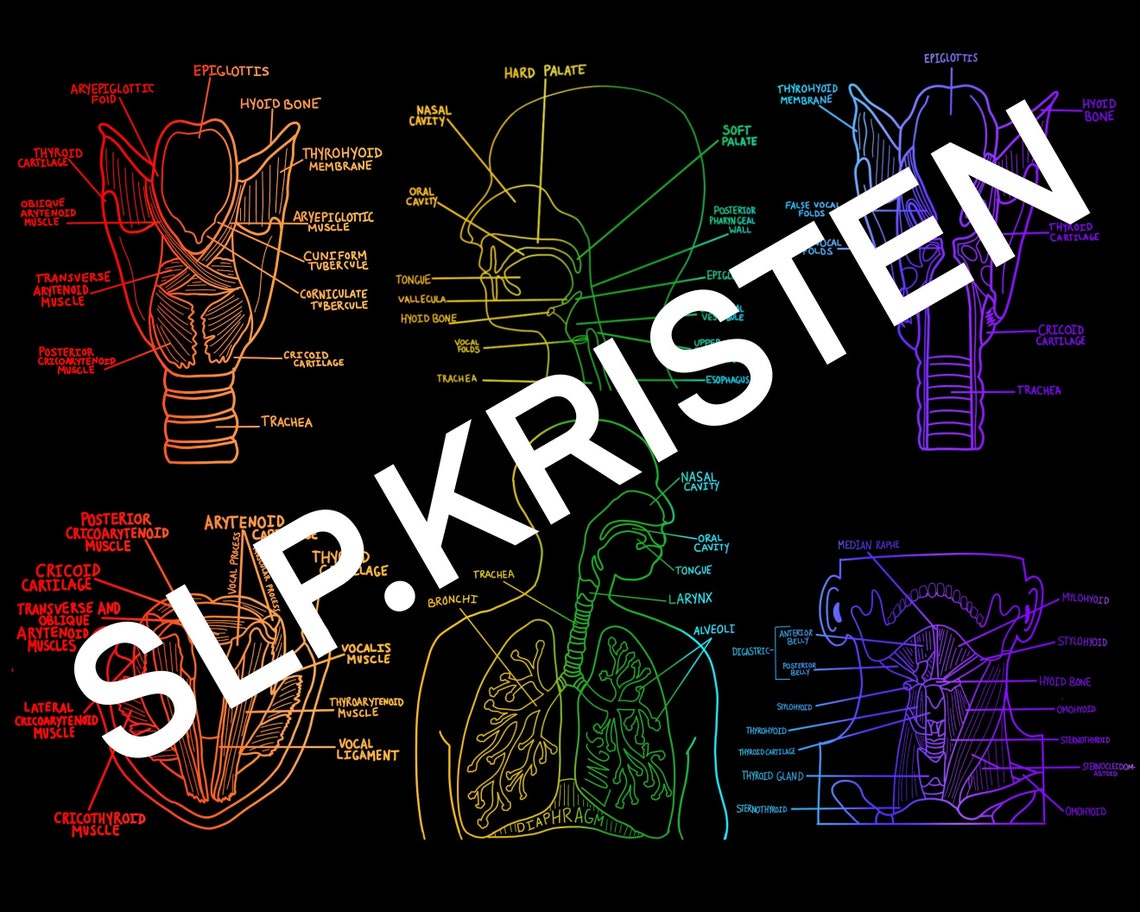 SLP Voice and Respiratory Anatomy Posters | Etsy