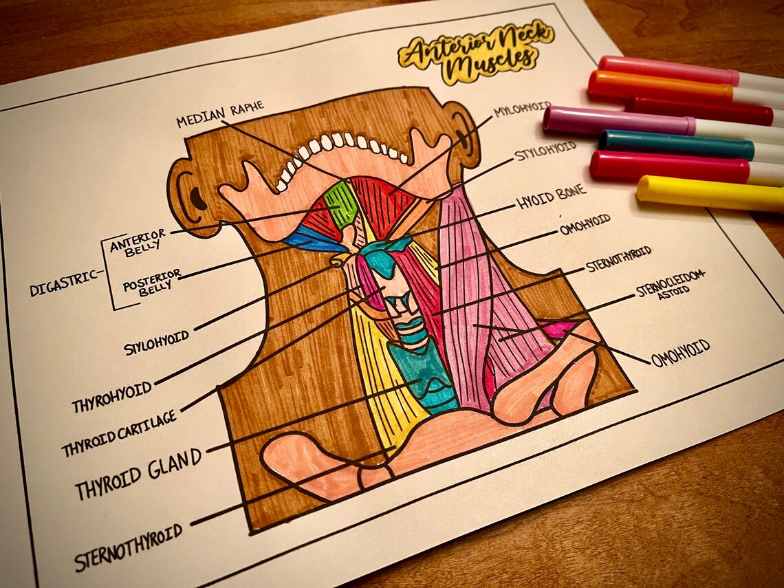 Anterior Neck Muscles Coloring Page - Etsy Canada
