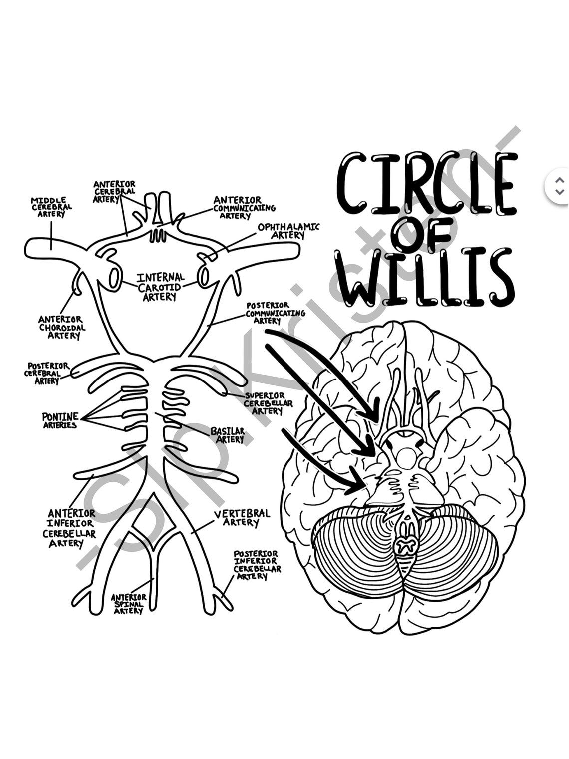 Anatomy Coloring Book for the Speech-language Pathologist - Etsy