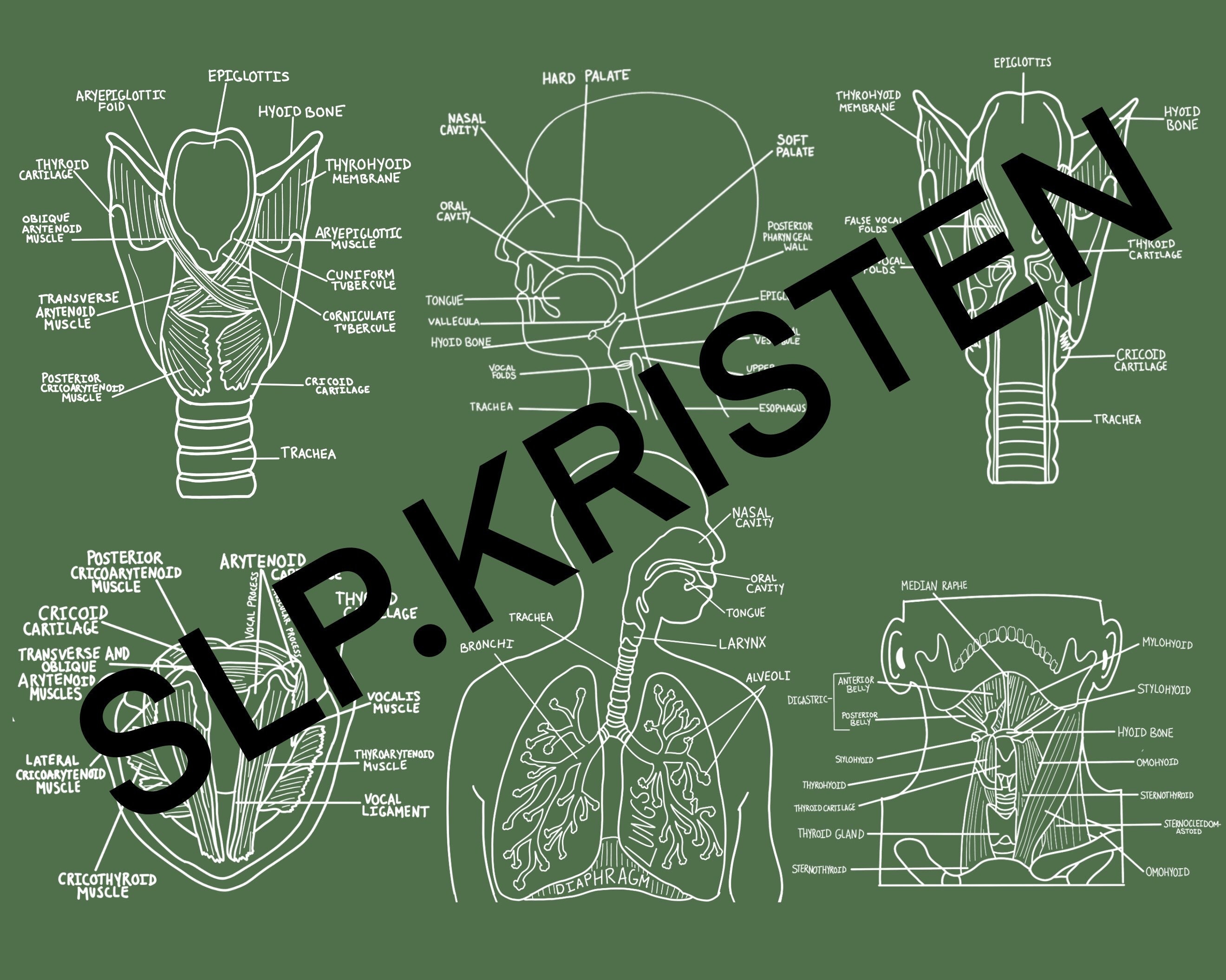 SLP Voice and Respiratory Anatomy Posters - Etsy