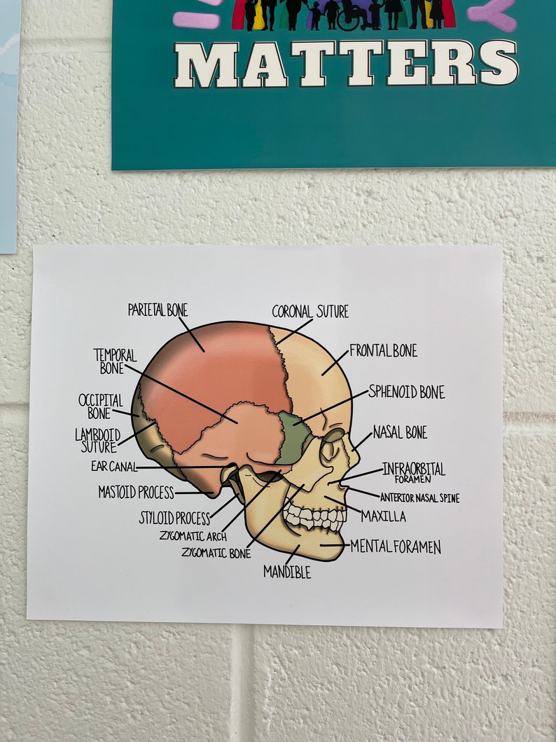 Cranial Bones Posters-instant DOWNLOAD - Etsy