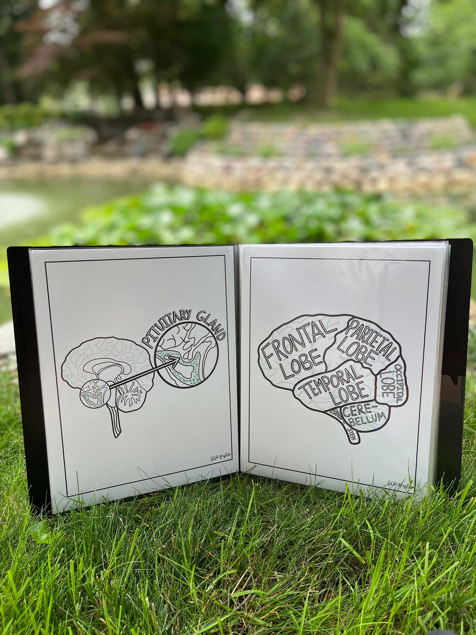 Anatomy Coloring Book for the SLP BUNDLE (digital Downloads) - Etsy