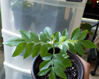 Gamthi Curry Leaf Plant - Etsy