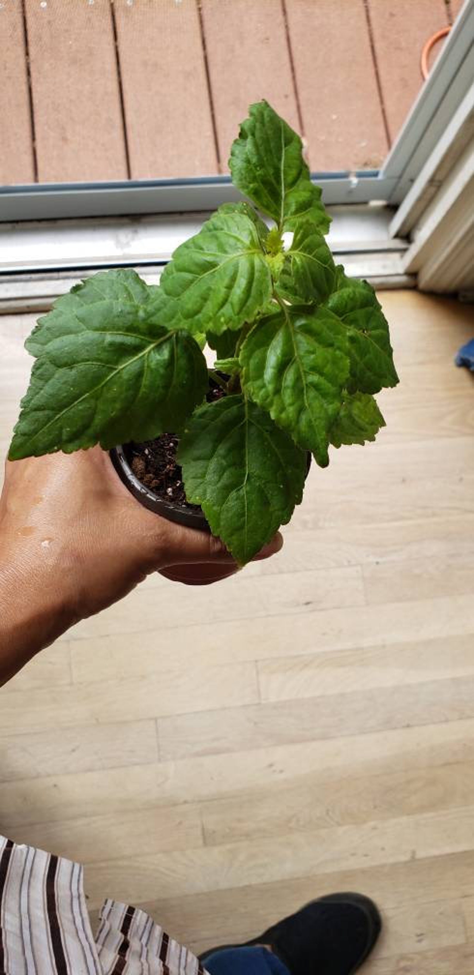 Verdadera planta viva pachulí no semillas Pogostemon cablin | Etsy