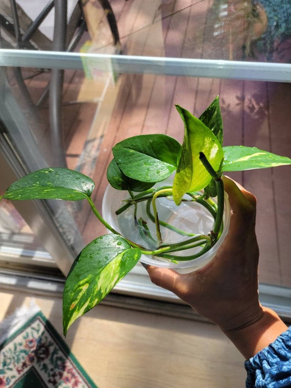 Golden pothos. Highly variegated Tropical vining trailing | Etsy