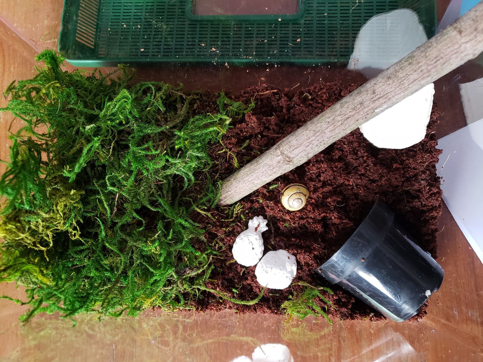 Snail Terrarium Names at Darlene Oxley blog