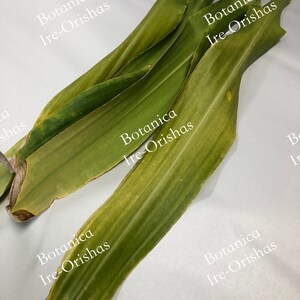 PEREGUN Hierba Planta Religion Yoruba Ifa Africana Santeria - Etsy