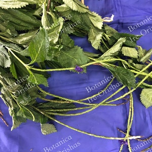 Verbena Cimarrona Hierba Planta Religion Yoruba Ifa Africana Santeria ...