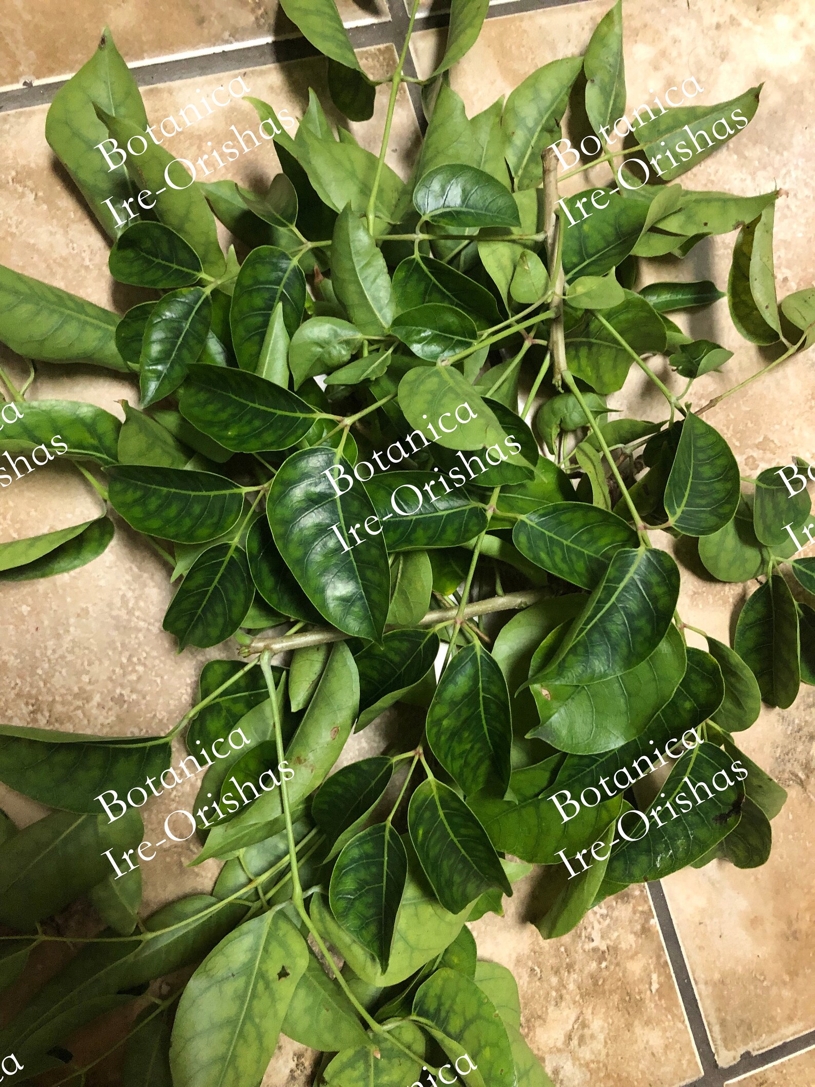 Ewe Almacigo Hierba Planta Religion Yoruba Ifa Africana - Etsy
