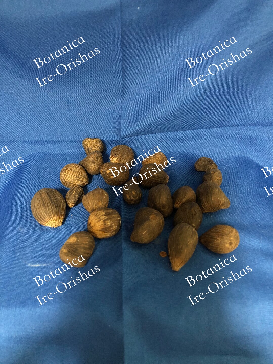 IKIN Ikines Inkines Inkin De 4 Ojos Para Ifa Mano Orula. Religion ...