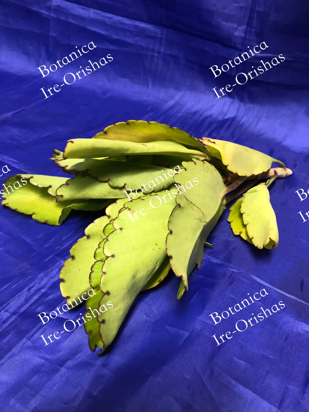 Siempre Viva Prodigiosa Hierba Planta Religion Yoruba Ifa Africana ...