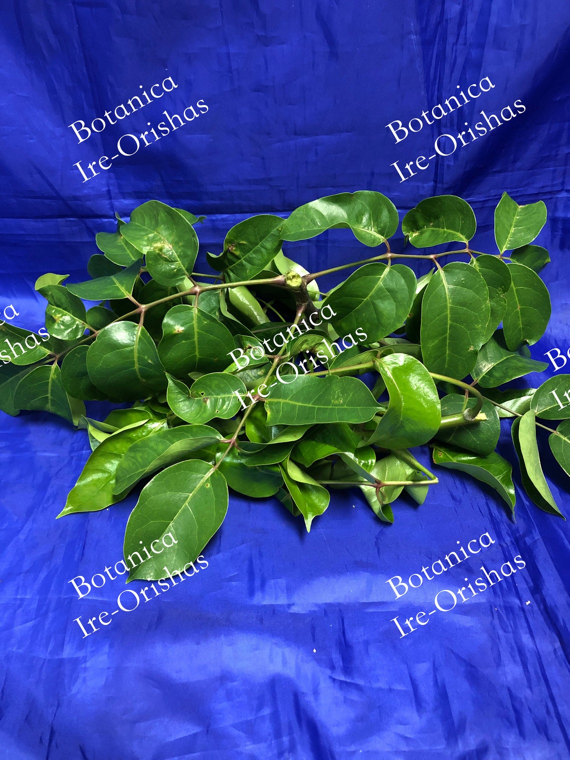 Ewe Almacigo Hierba Planta Religion Yoruba Ifa Africana Santeria - Etsy