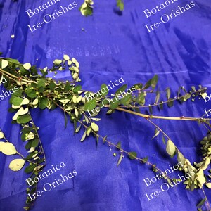 Ewe Omo Herbs Hierba Planta Religion Yoruba Ifa Africana Santeria - Etsy
