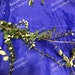 Ewe Omo Herbs Hierba Planta Religion Yoruba Ifa Africana Santeria - Etsy