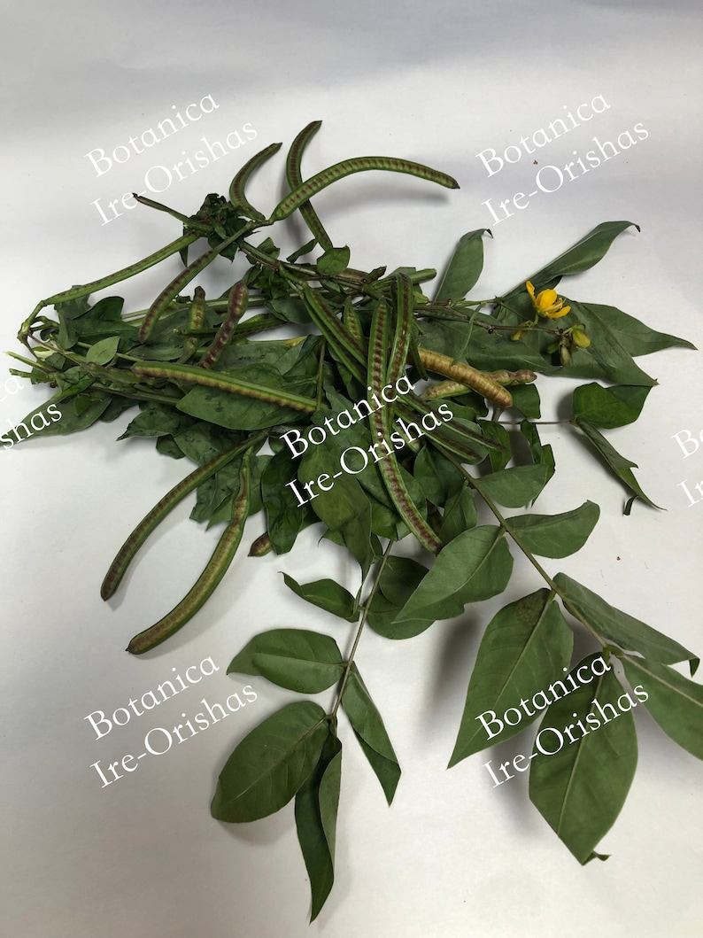 EWE Tomode Gedeonda Guanina Hierba Planta Religion Yoruba Ifa Africana ...