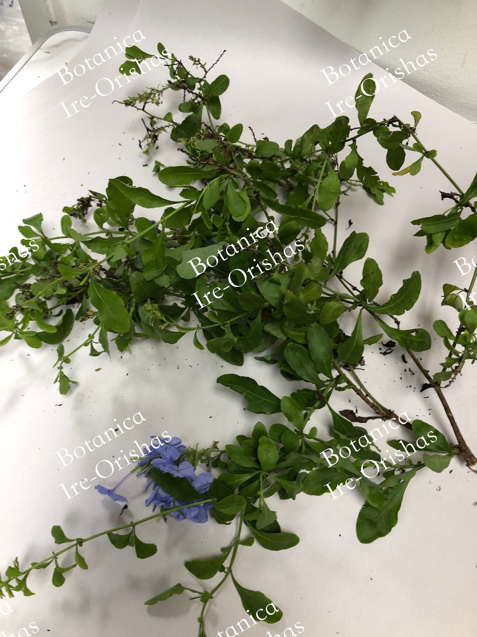 EWE Ven a Mi Embeleso Hierba Planta Religion Yoruba Ifa - Etsy