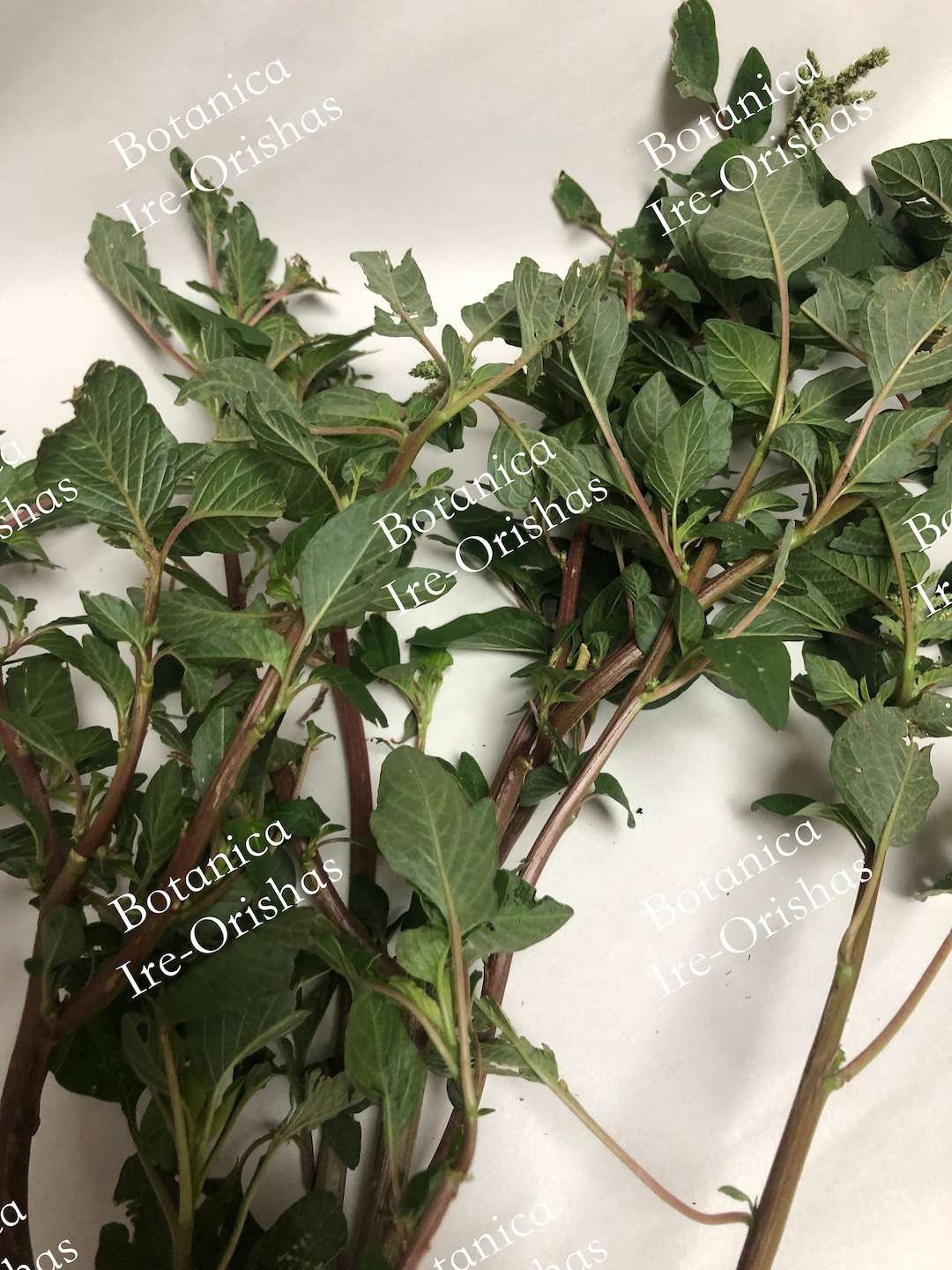 Ewe Tete Bledo Blanco Hierba Planta Religion Yoruba Ifa Africana ...