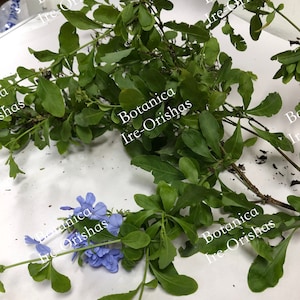 EWE Ven a Mi Embeleso Hierba Planta Religion Yoruba Ifa Africana ...