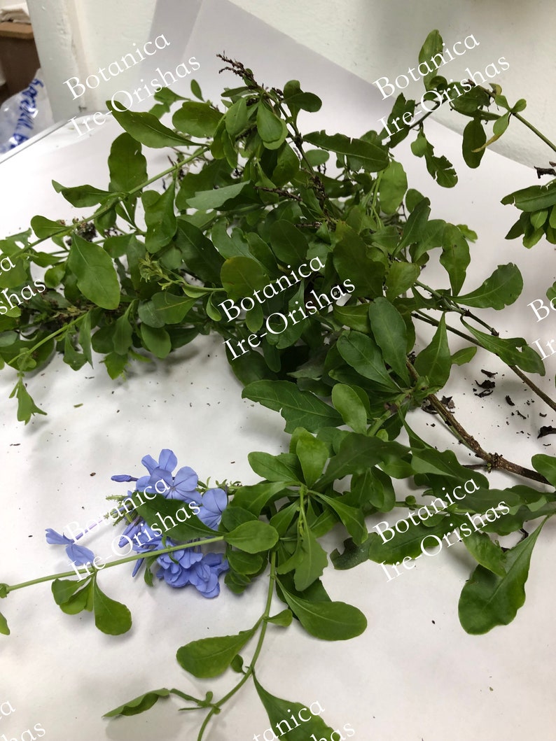 EWE Ven a Mi Embeleso Hierba Planta Religion Yoruba Ifa - Etsy