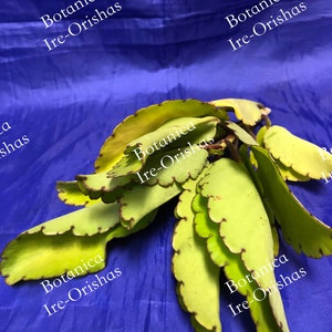 Siempre Viva Prodigiosa Hierba Planta Religion Yoruba Ifa Africana ...