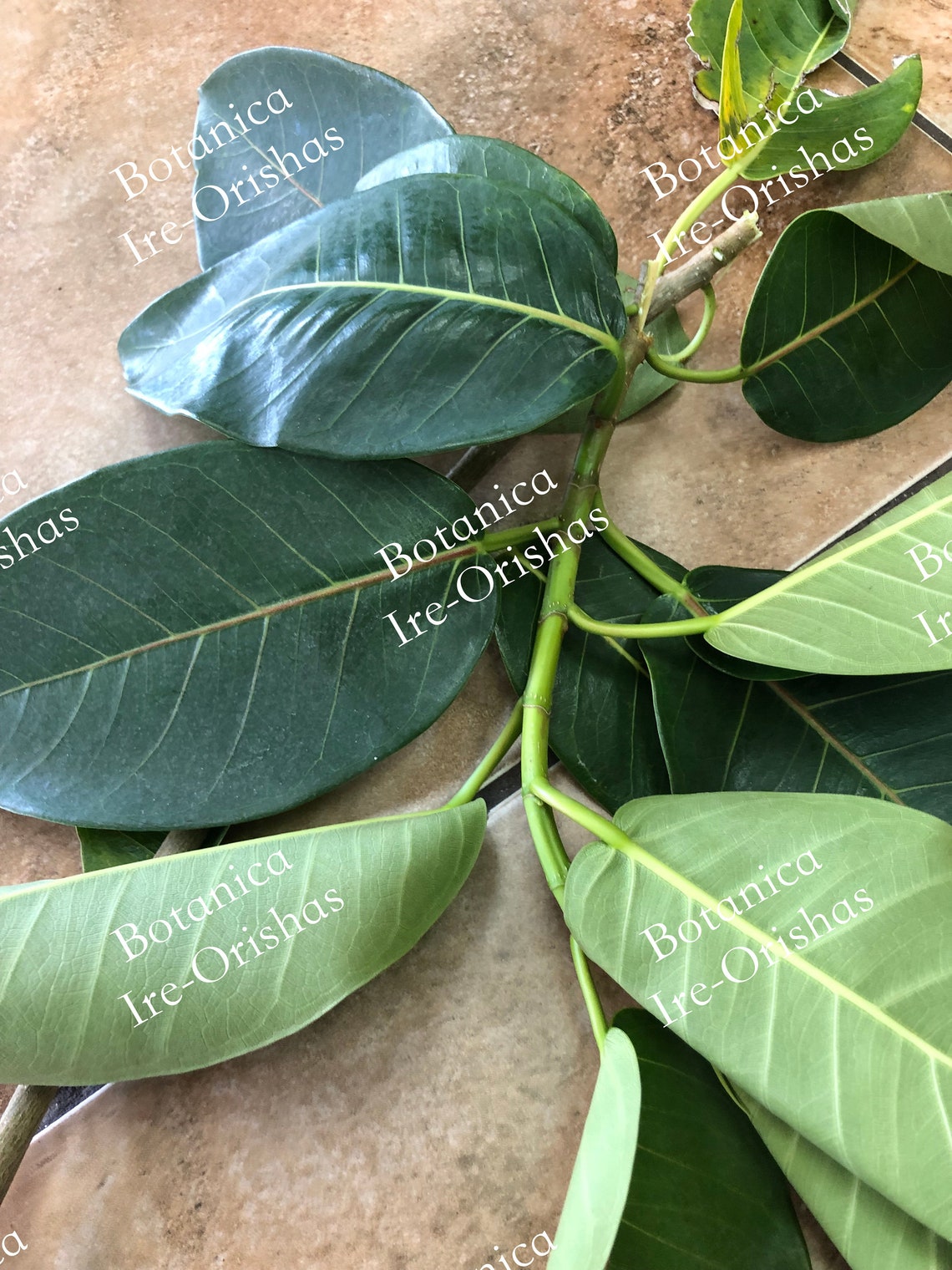 Jaguey Hierba Planta Religion Yoruba Ifa Africana Santeria - Etsy