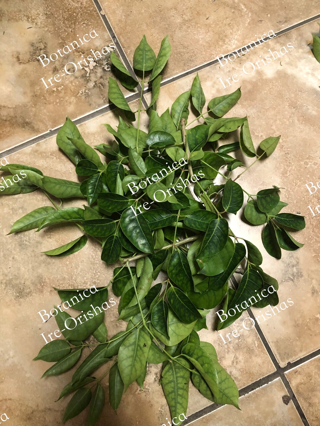 Ewe Almacigo Hierba Planta Religion Yoruba Ifa Africana Santeria - Etsy