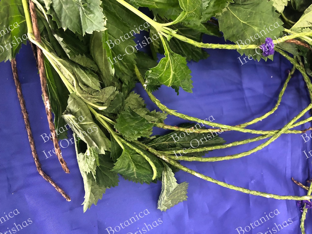 Verbena Cimarrona Hierba Planta Religion Yoruba Ifa Africana Santeria ...