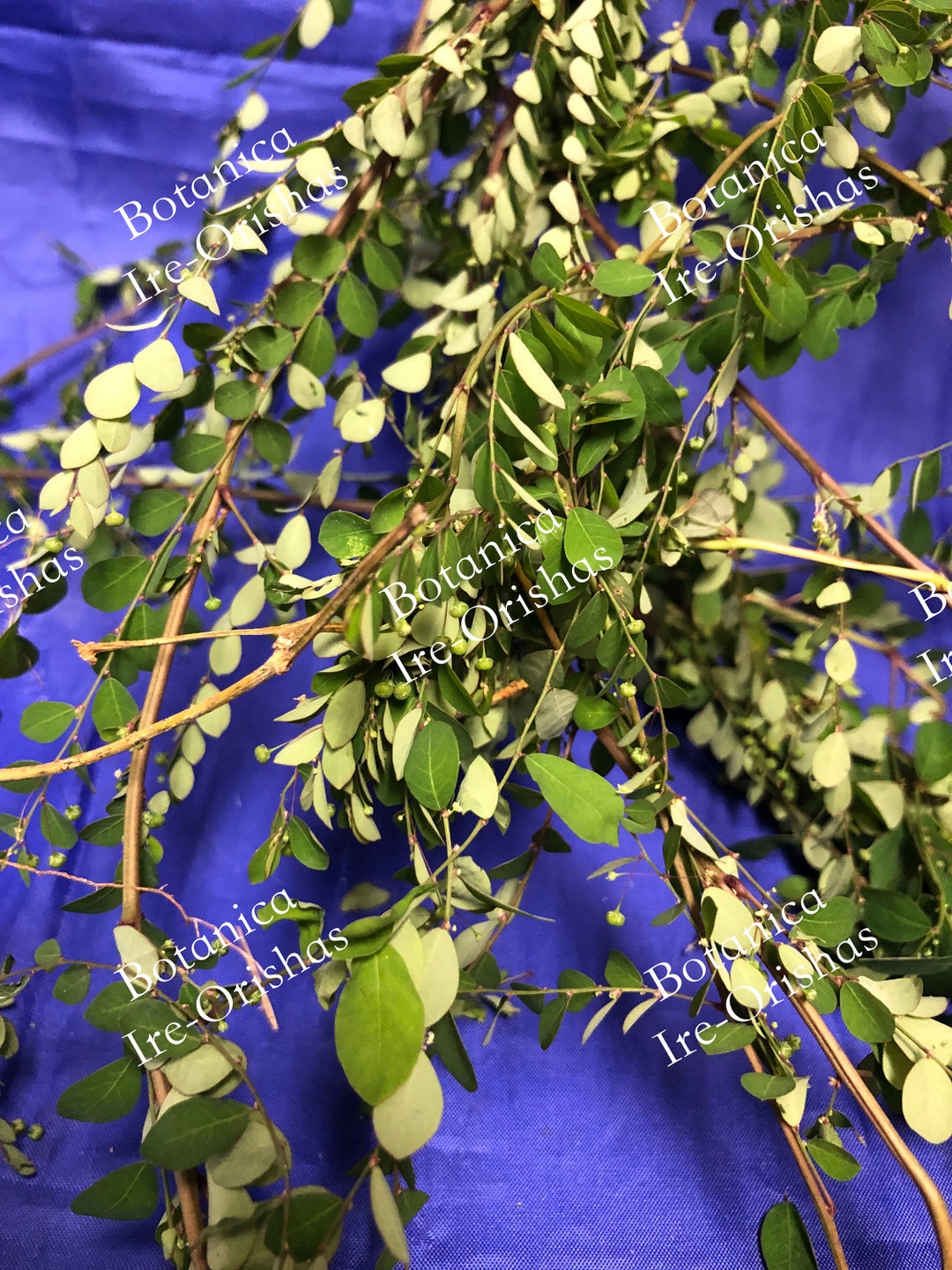 Ewe Omo Herbs Hierba Planta Religion Yoruba Ifa Africana Santeria - Etsy