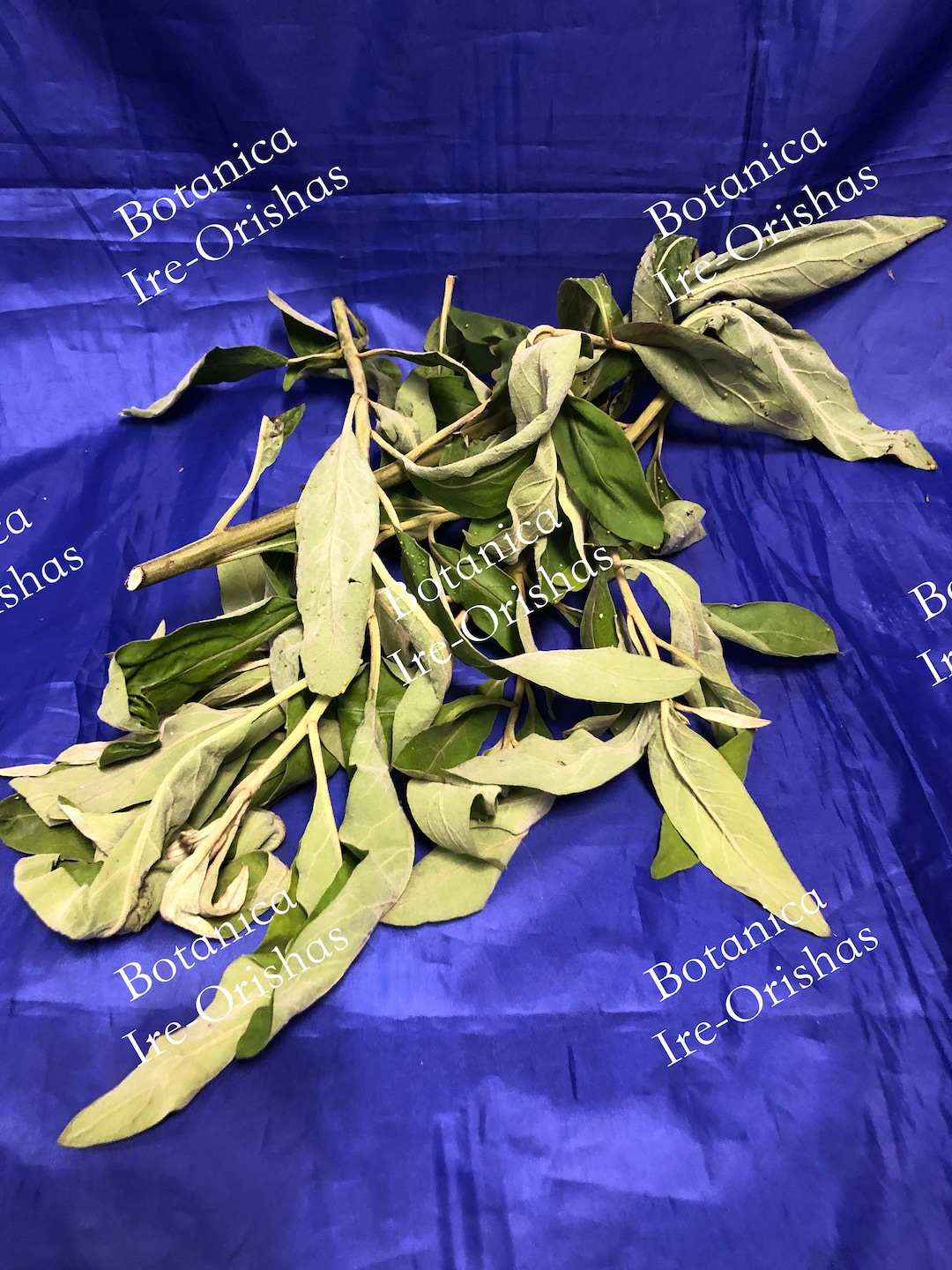 Ewe SALVIA Hierba Planta Religion Yoruba Ifa Africana Santeria - Etsy