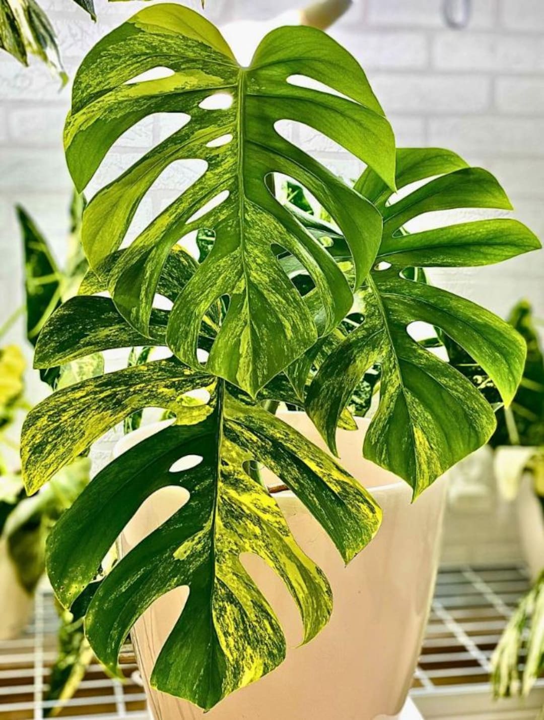 Monstera Aurea the Lemon and Lime-colored Swiss Cheese Plant buy 5 Get ...