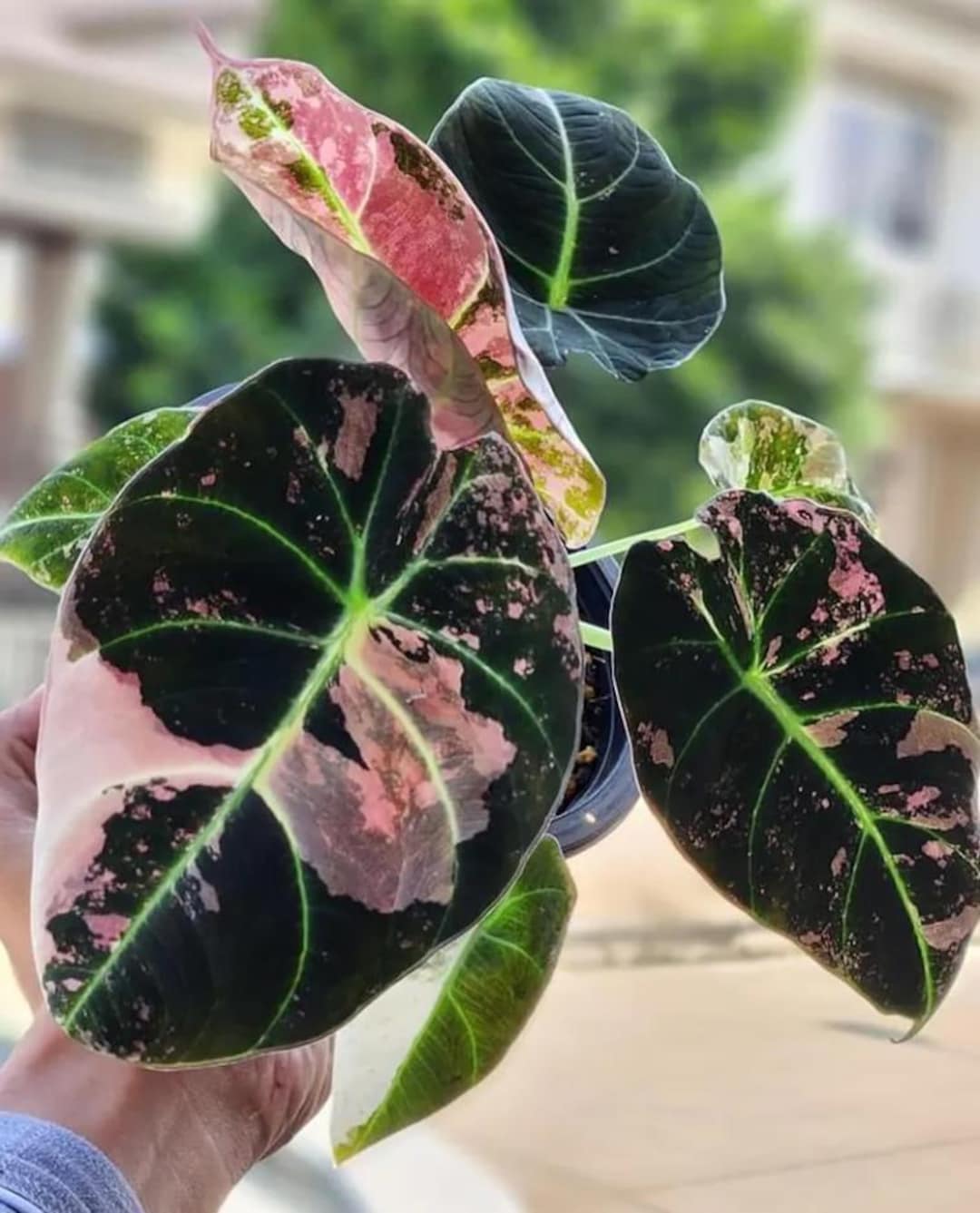 Alocasia Black Velvet Pink Variegated Corms Buy 5 Get 1 Free - Etsy