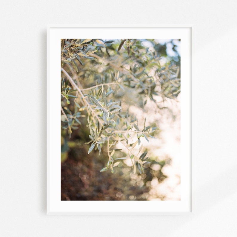 Olive Tree Wall Art | Provence Travel Poster | Sage Green Home Decor ...