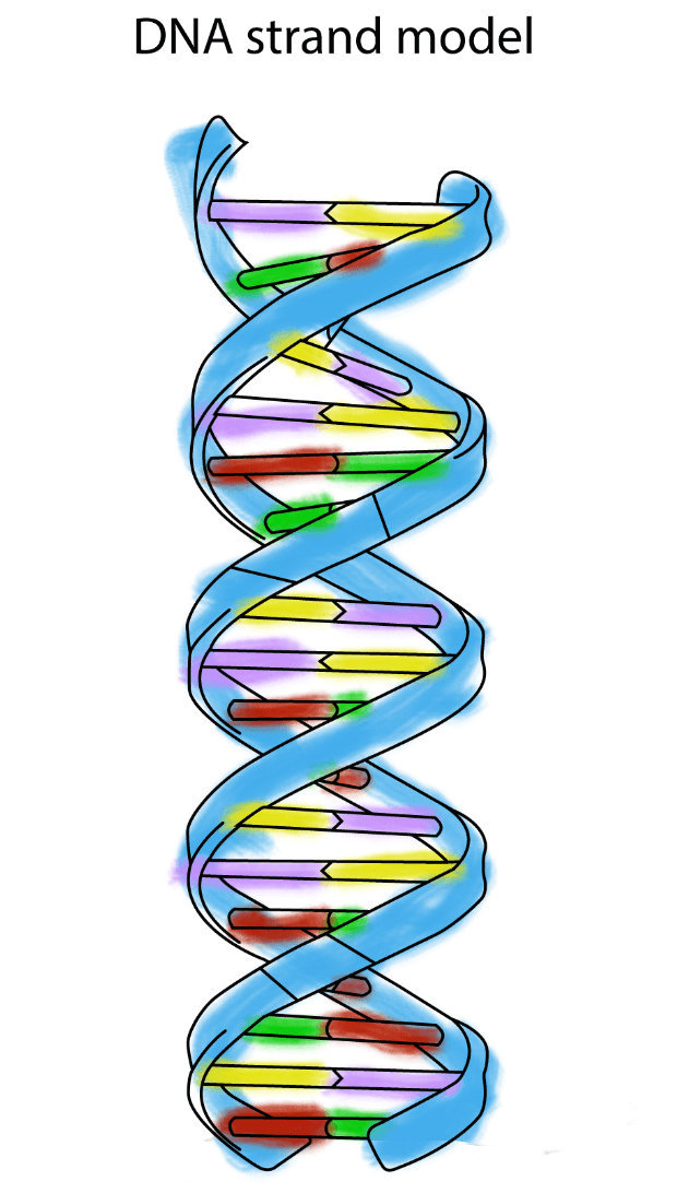 Dna Strand Model