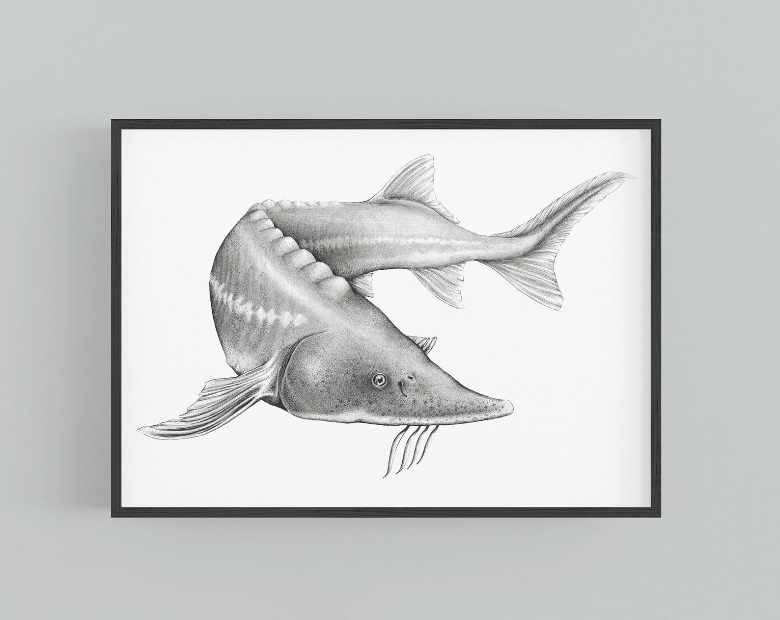 Beluga Sturgeon Art Print: A4 - Etsy