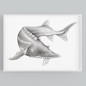 Beluga Sturgeon Art Print: A4 - Etsy
