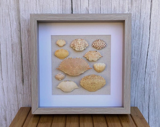 Crab Shell/carapace Collage/mosaic Beach Decor/wall Art - 11" X 11 ...