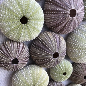 Spiny Treasures - Delightful Sea Urchin Shell Collage/art in 11" X 11 ...