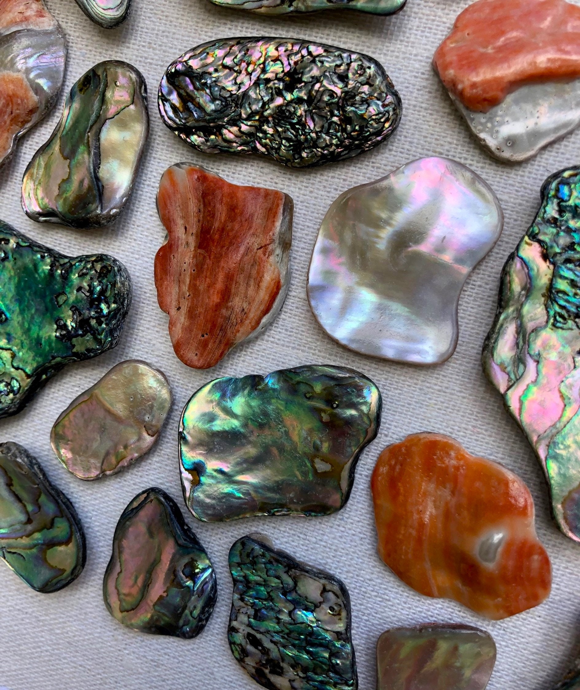 Shine Like It Does Abalone Shell Shadowbox Wall Art. Natural/ethical ...