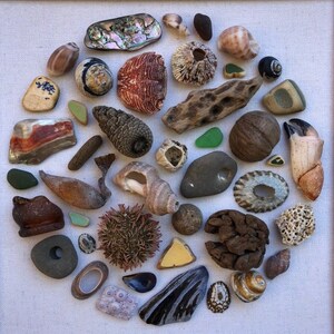 Gifts From the Sea framed Seashell Wall Art Collage/mosaic of Unique ...