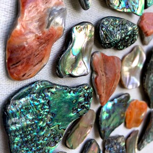 Shine Like It Does Abalone Shell Shadowbox Wall Art. Natural/ethical ...