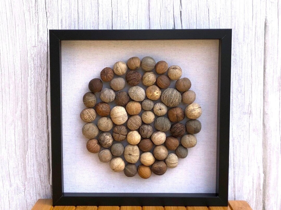 Tossed Ashore Mix of Surf Worn Ocean/sea Nuts, Pods & Seeds Unique ...