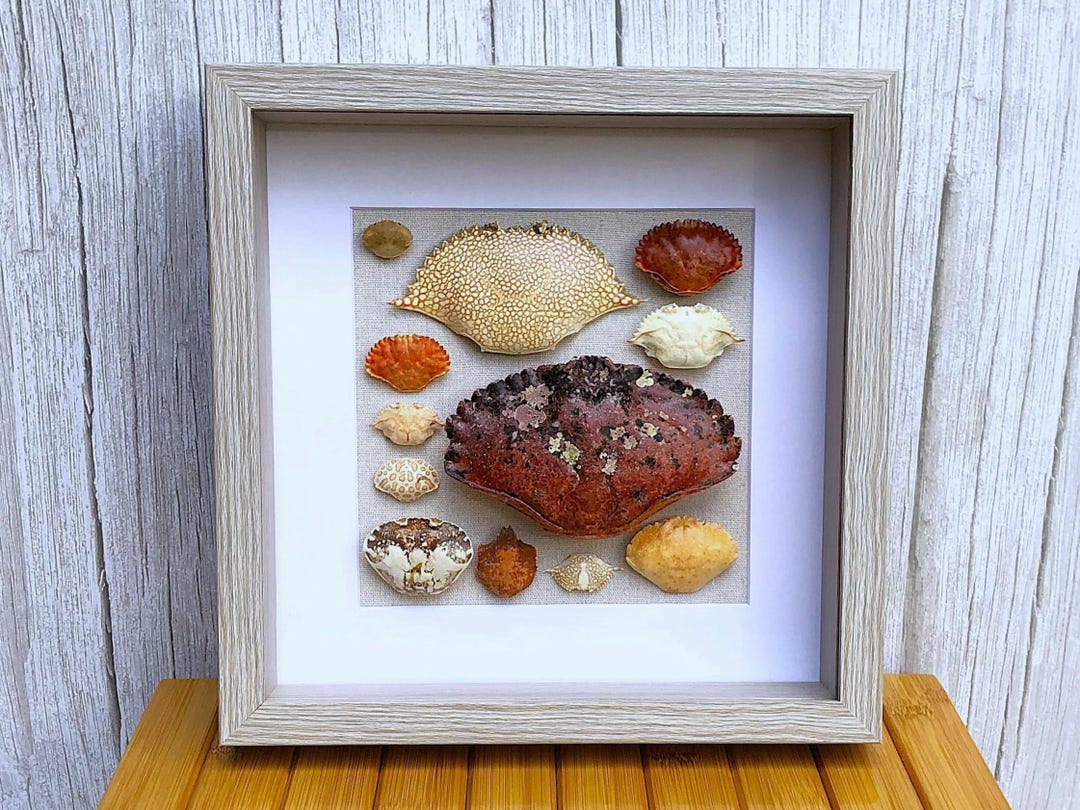 Crab Shell/carapace Collage/mosaic Beach Decor/wall Art - 12" X 12 ...