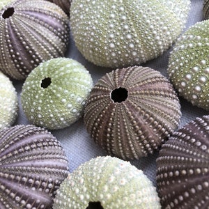 Spiny Treasures - Delightful Sea Urchin Shell Collage/art in 11" X 11 ...