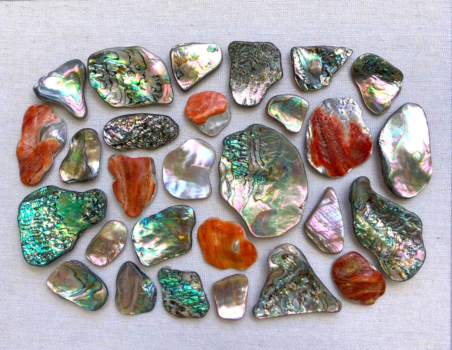 Shine Like It Does Abalone Shell Shadowbox Wall Art. Natural/ethical ...