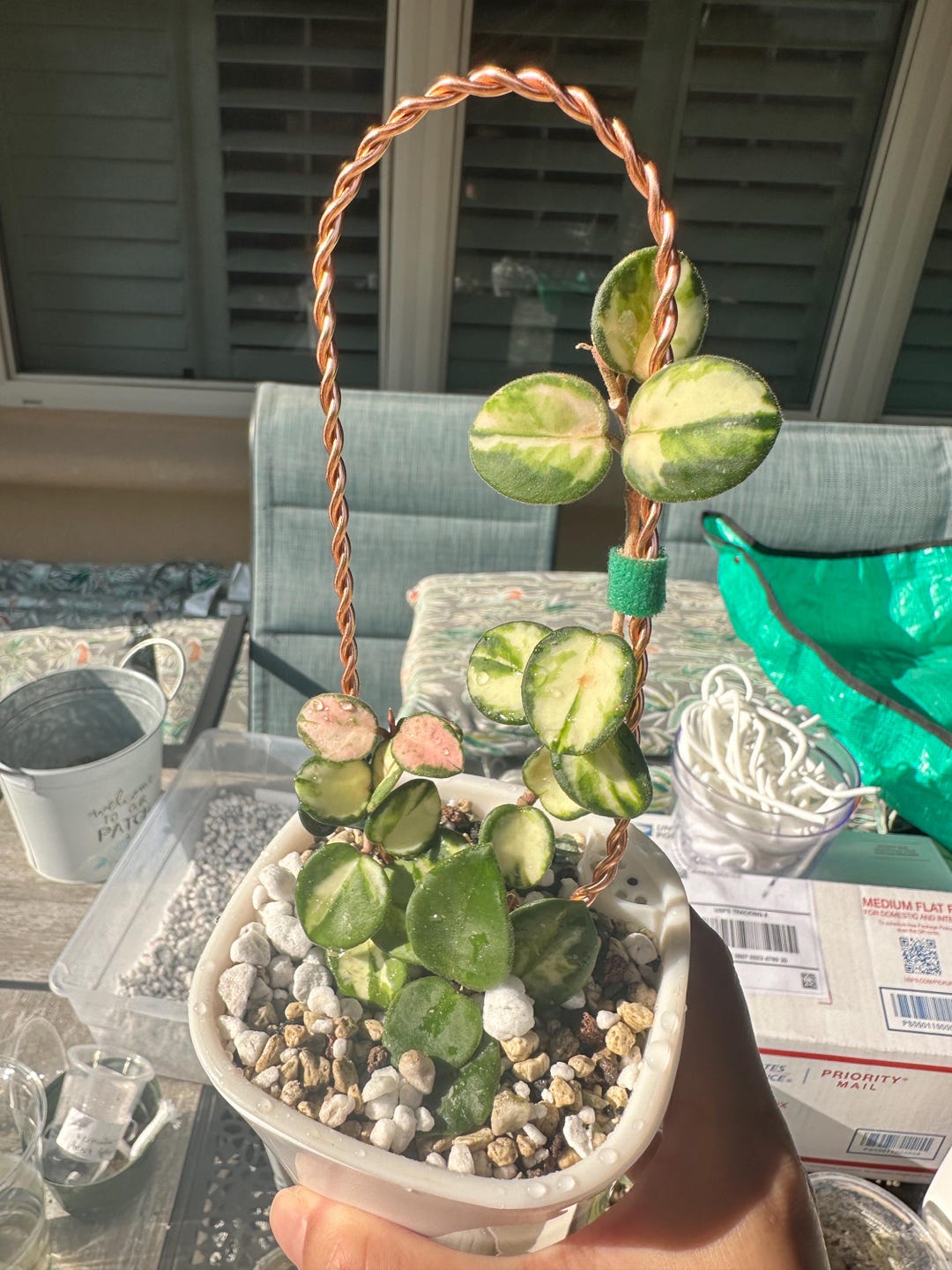 Hoya Variegated Mathilde. Free Shipping - Etsy