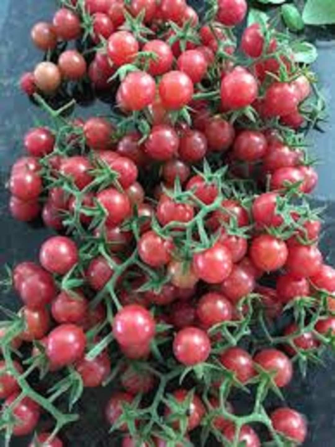 50 Florida EVERGLADES TOMATO SEEDS Heirloom Organic Fresh Seeds - Etsy